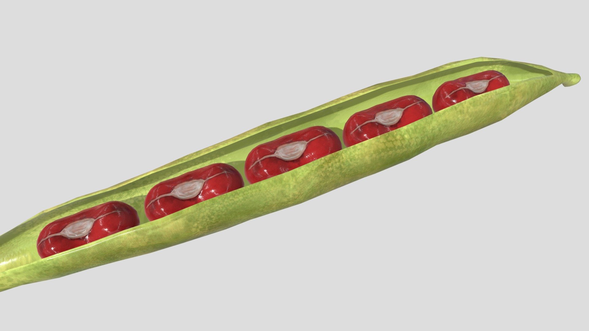 Beans - Buy Royalty Free 3D model by 3dlowpoly [0b79575] - Sketchfab Store