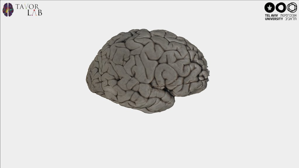 Neuro - A 3D model collection by camilacperalta - Sketchfab