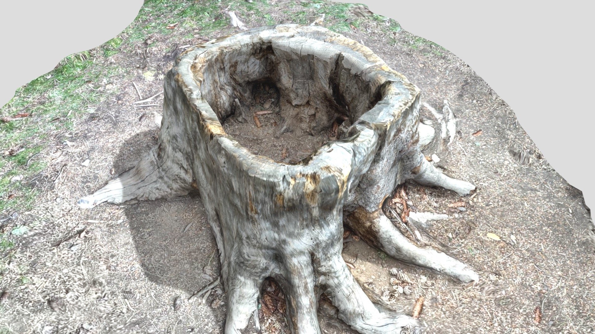 Tree Trunk - 3D model by allanberger [0b81303] - Sketchfab