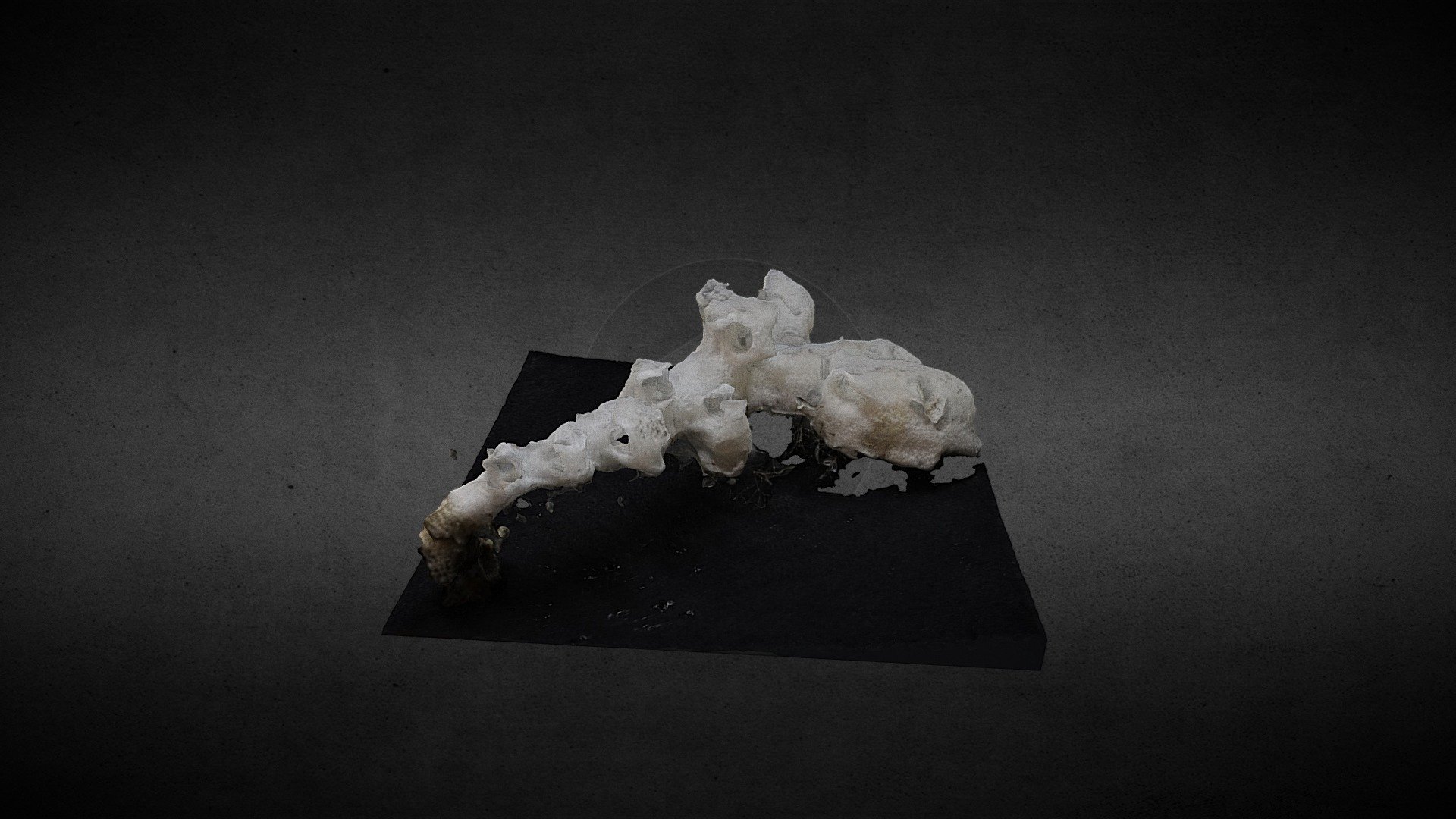 Deep Sea Sponge (Walteria sp.) - NA153-060 - Download Free 3D model by ...