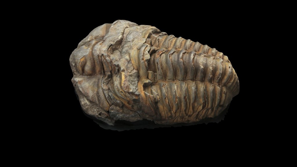 Tribolite - A 3D model collection by crispr_boi (@kalibala) - Sketchfab