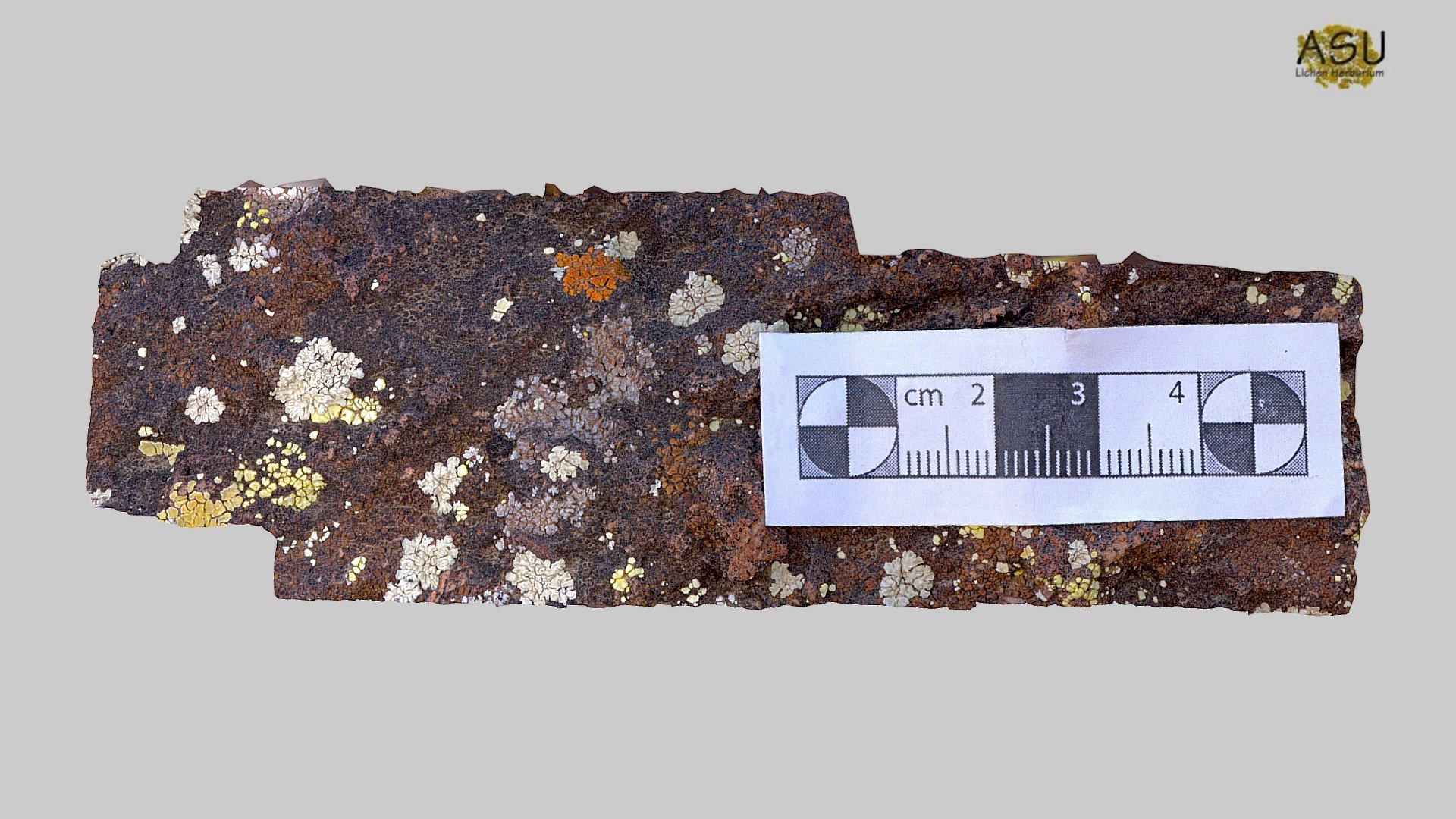 Lichens at Deer Valley (2021-04-16) - Download Free 3D model by Arizona ...