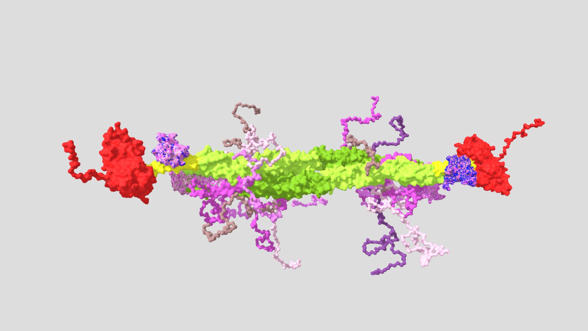 Actinin FATZ Figure 4E integrative model - 3D model by kristina ...