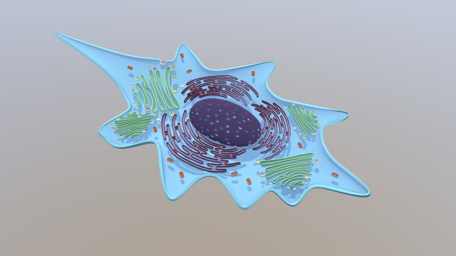 Fibroblast - 3D model by alexmck [0b940d9] - Sketchfab