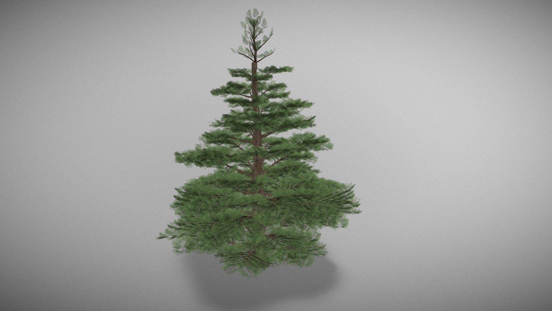 My Pine - Spatial ready - Buy Royalty Free 3D model by VRA ...