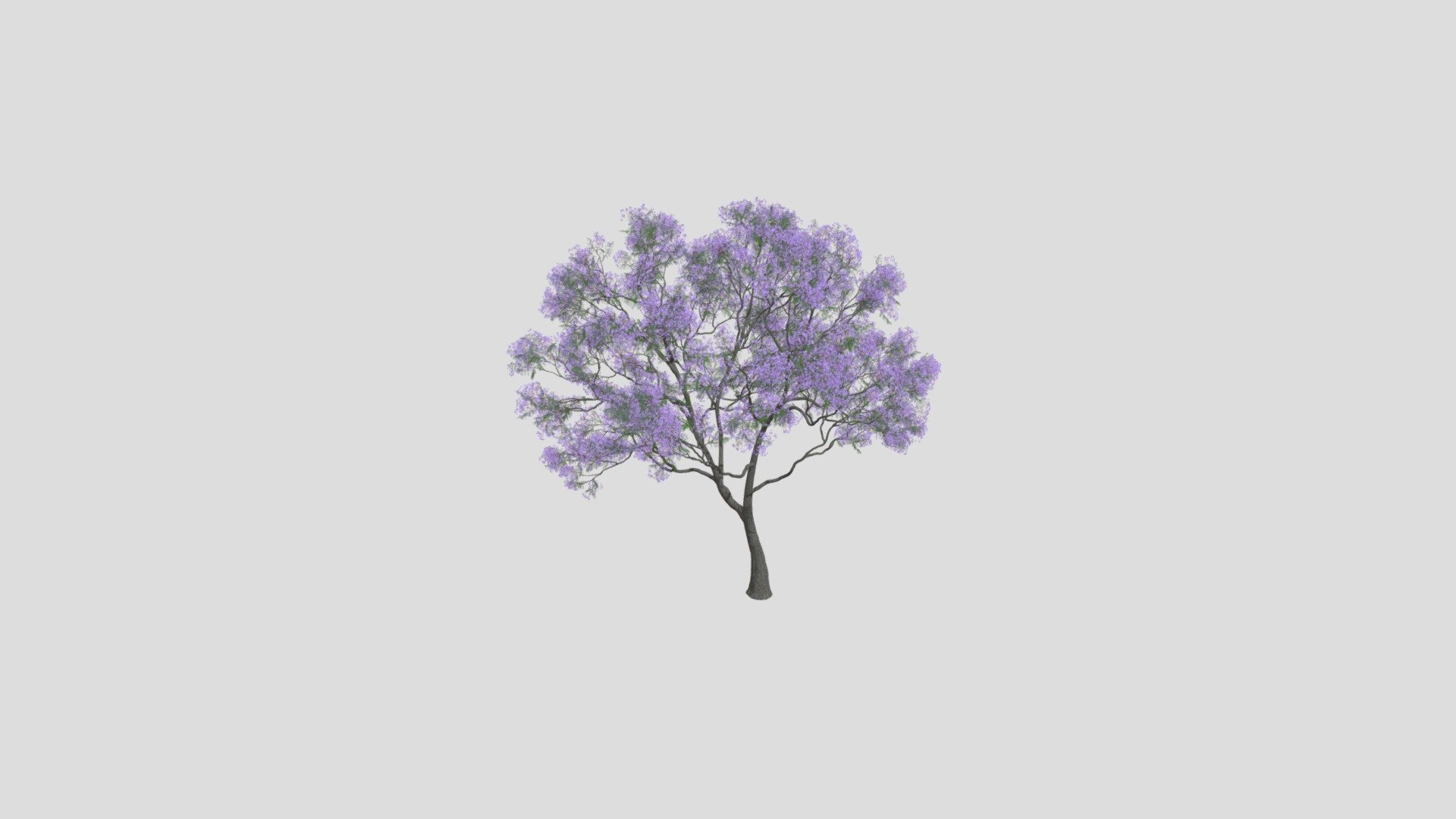Jacaranda tree 17 AM210 Archmodel - Buy Royalty Free 3D model by ...
