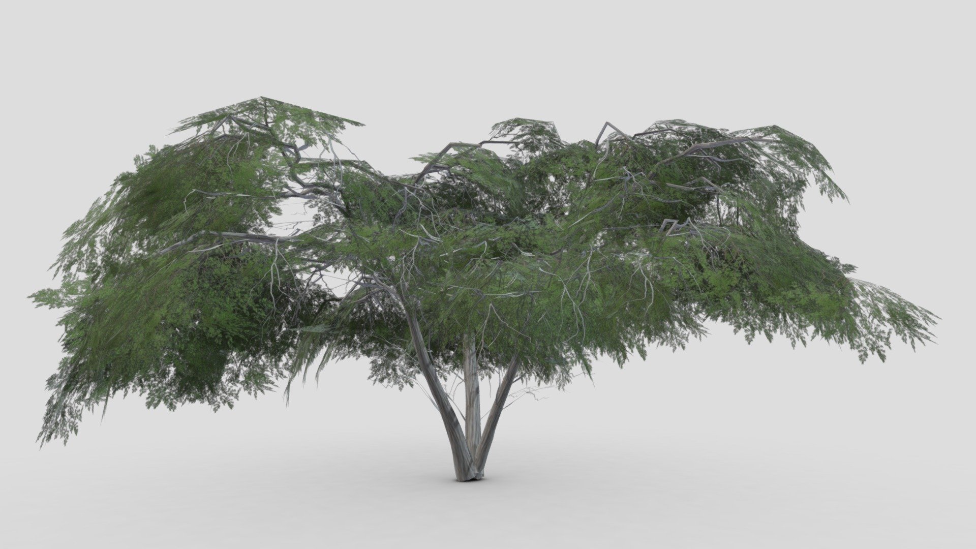Acacia Tree-S22 - Buy Royalty Free 3D model by ASMA3D [0b96754 ...
