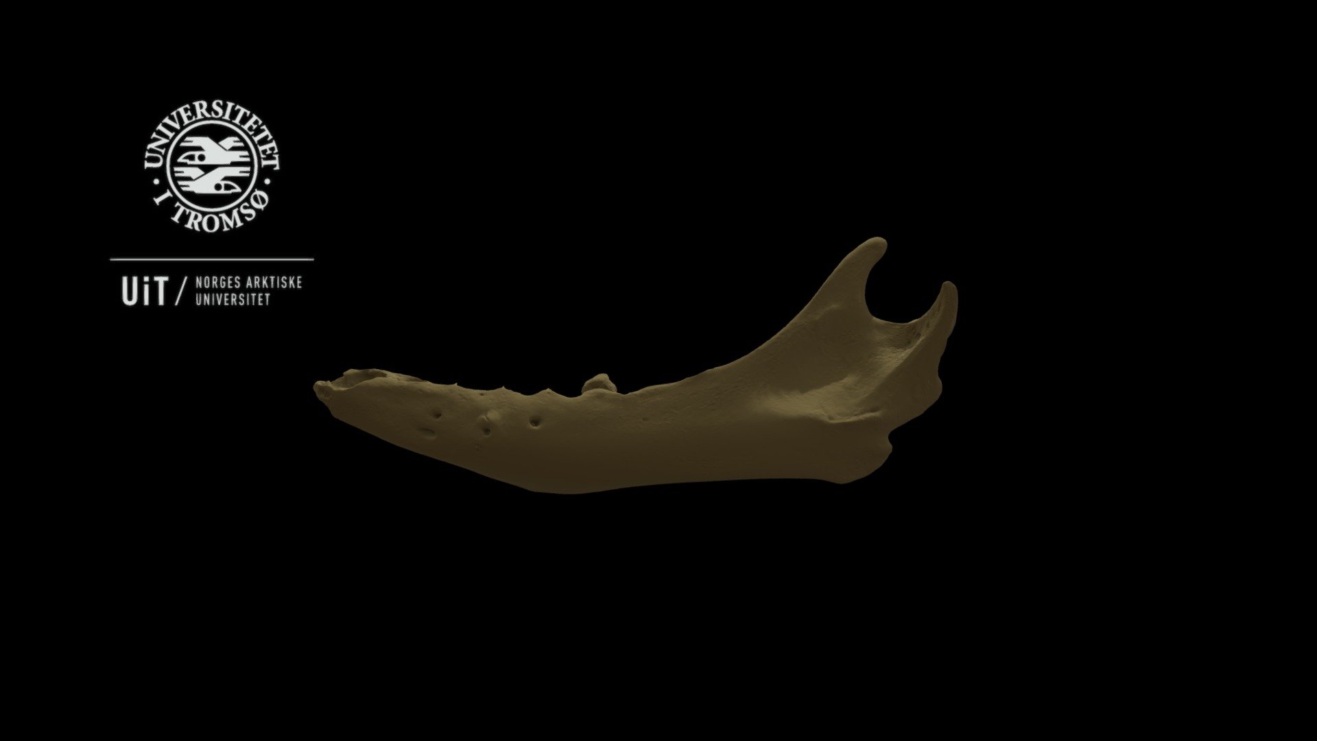 Seal skeleton: Mandible, low detail, no texture - 3D model by ...