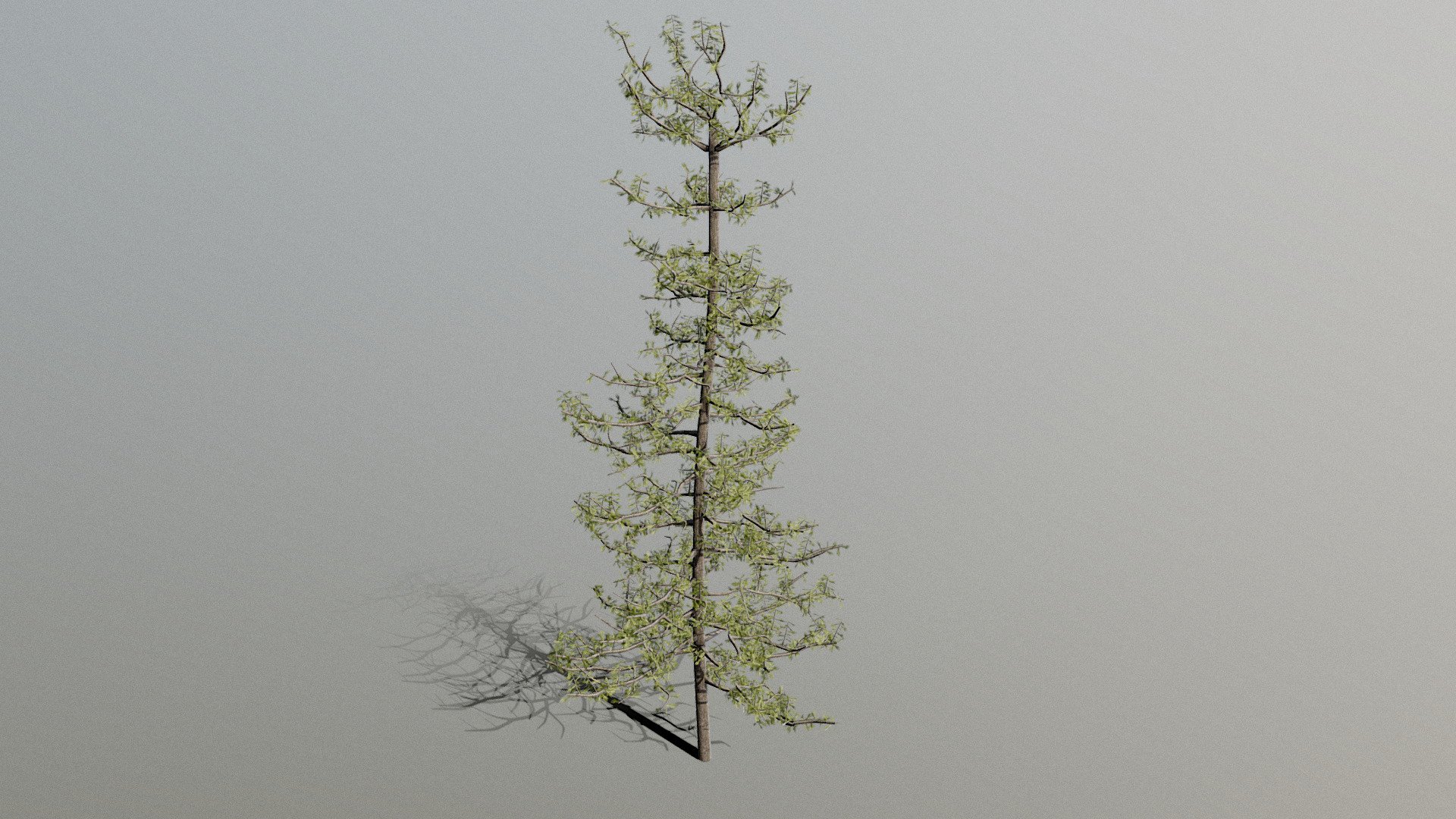 cedar - Download Free 3D model by kunkun (@youoyouyou) [0b9d28f ...