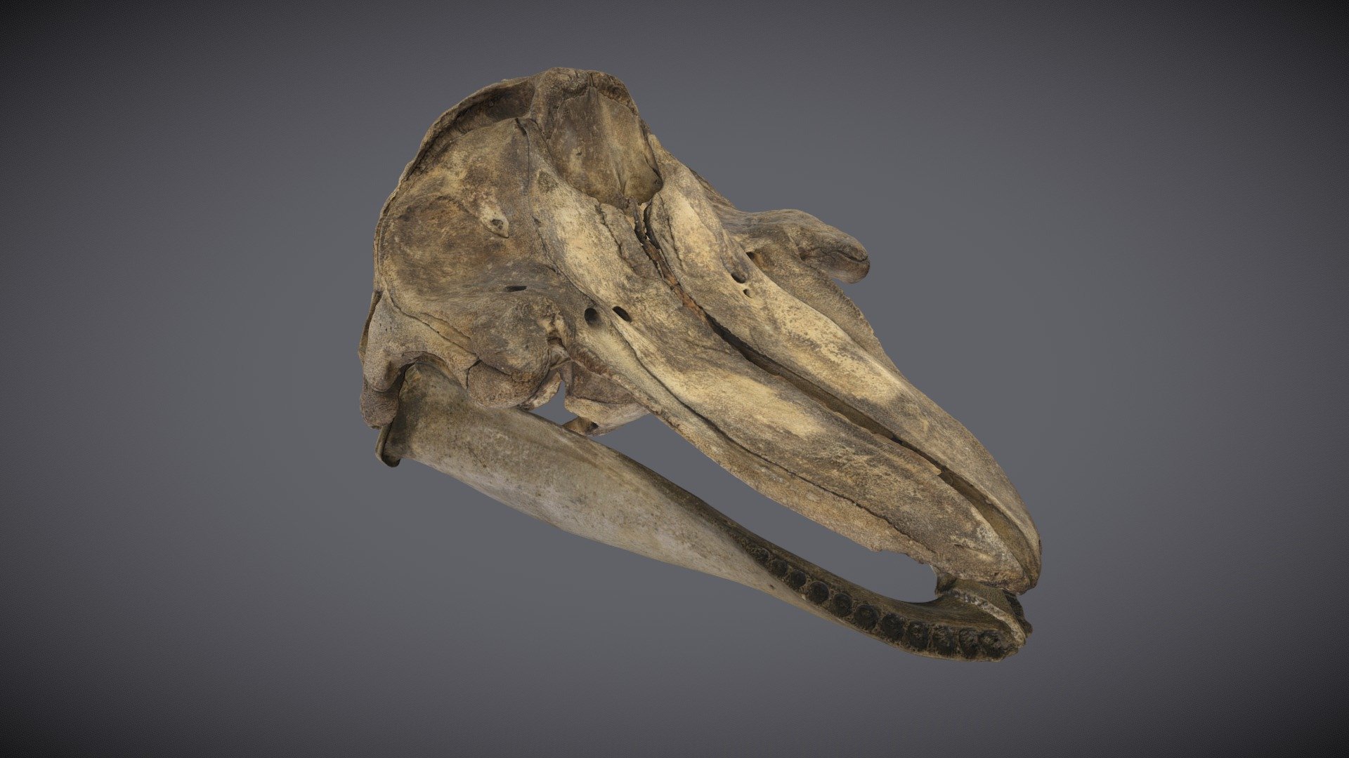 Orca Skull & Mandible - 3D model by ThinkSee3D [0b9d7fc] - Sketchfab