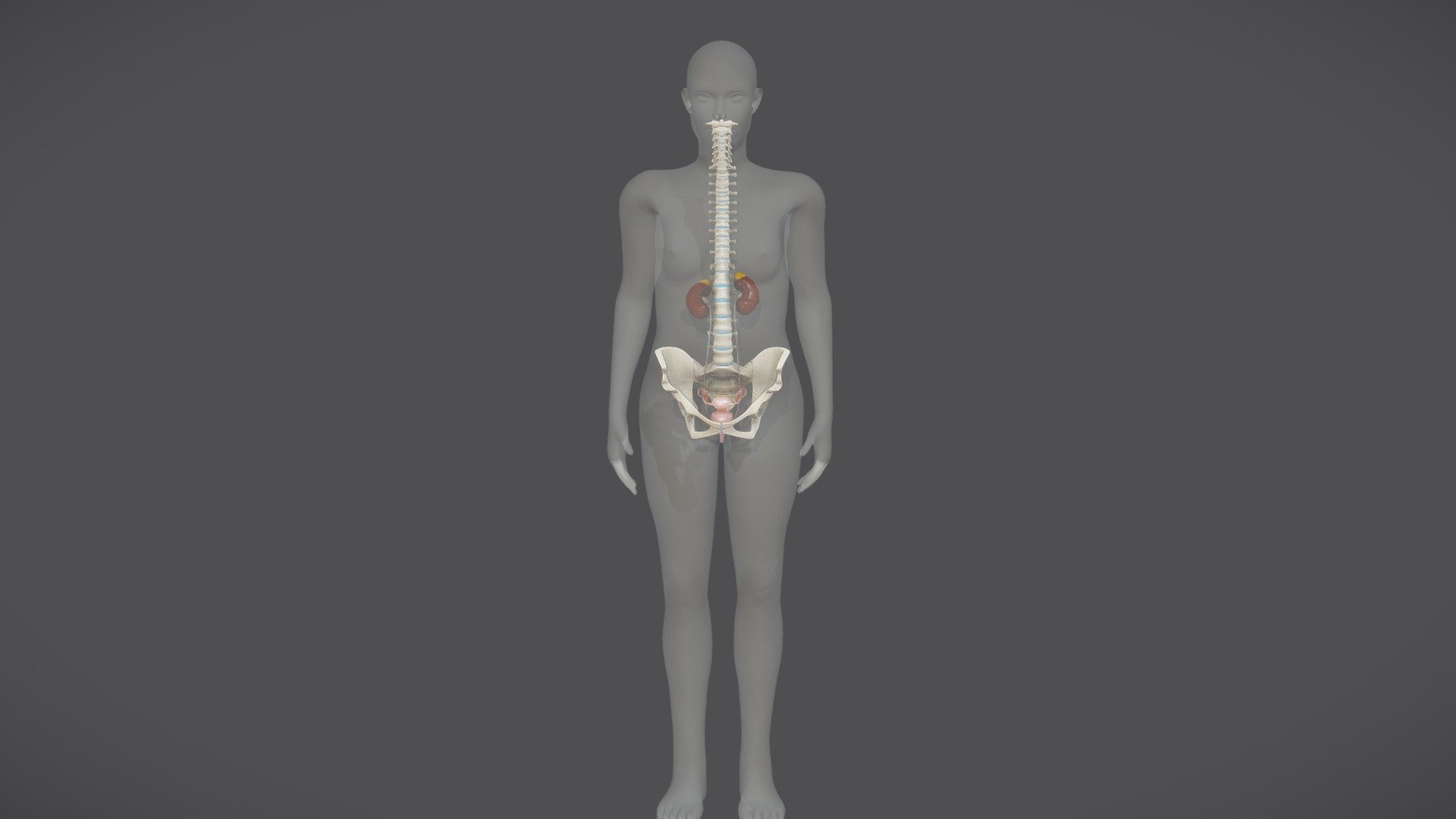 Female Reproductive and Urinary Systems - Download Free 3D model by ...
