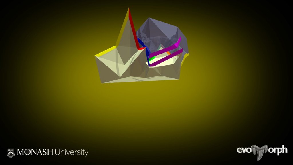 Monash BIO2242 - Feeding in Vertebrates - A 3D model collection by ...