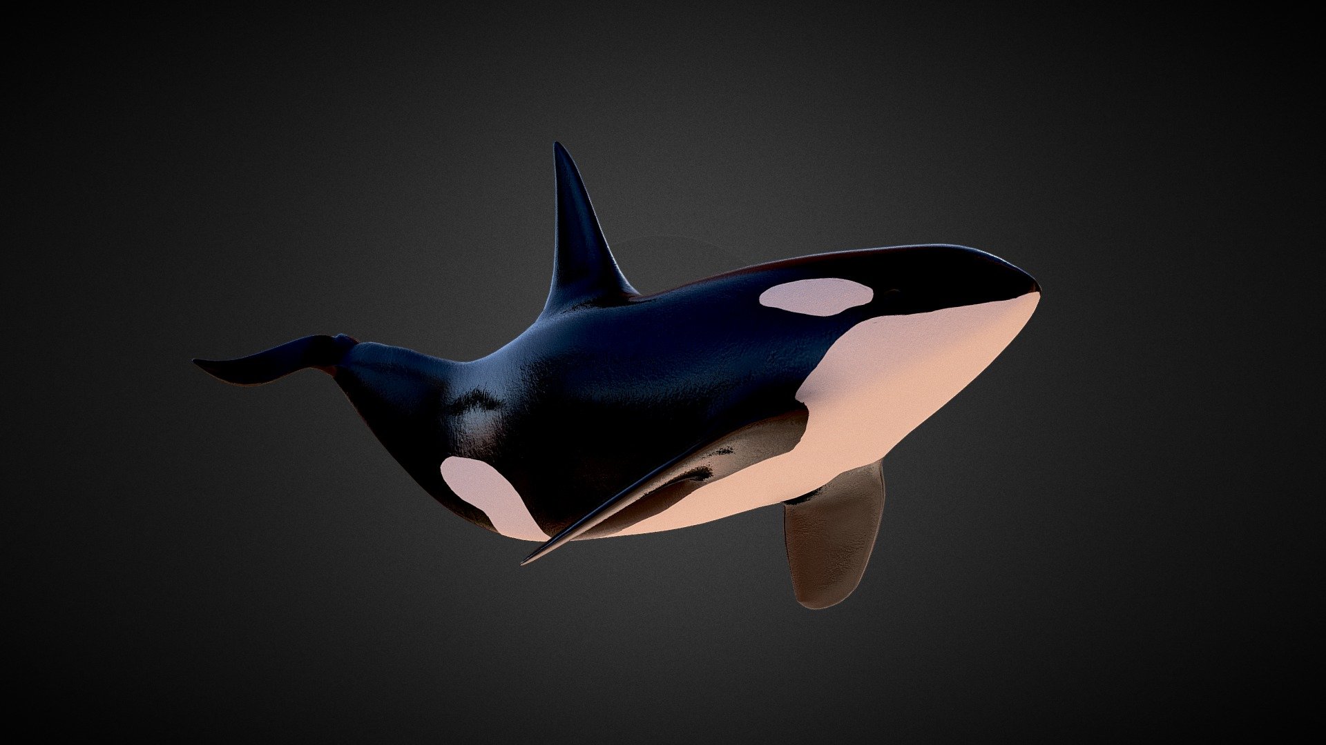 Orca - 3D model by john451 [0ba8ca9] - Sketchfab