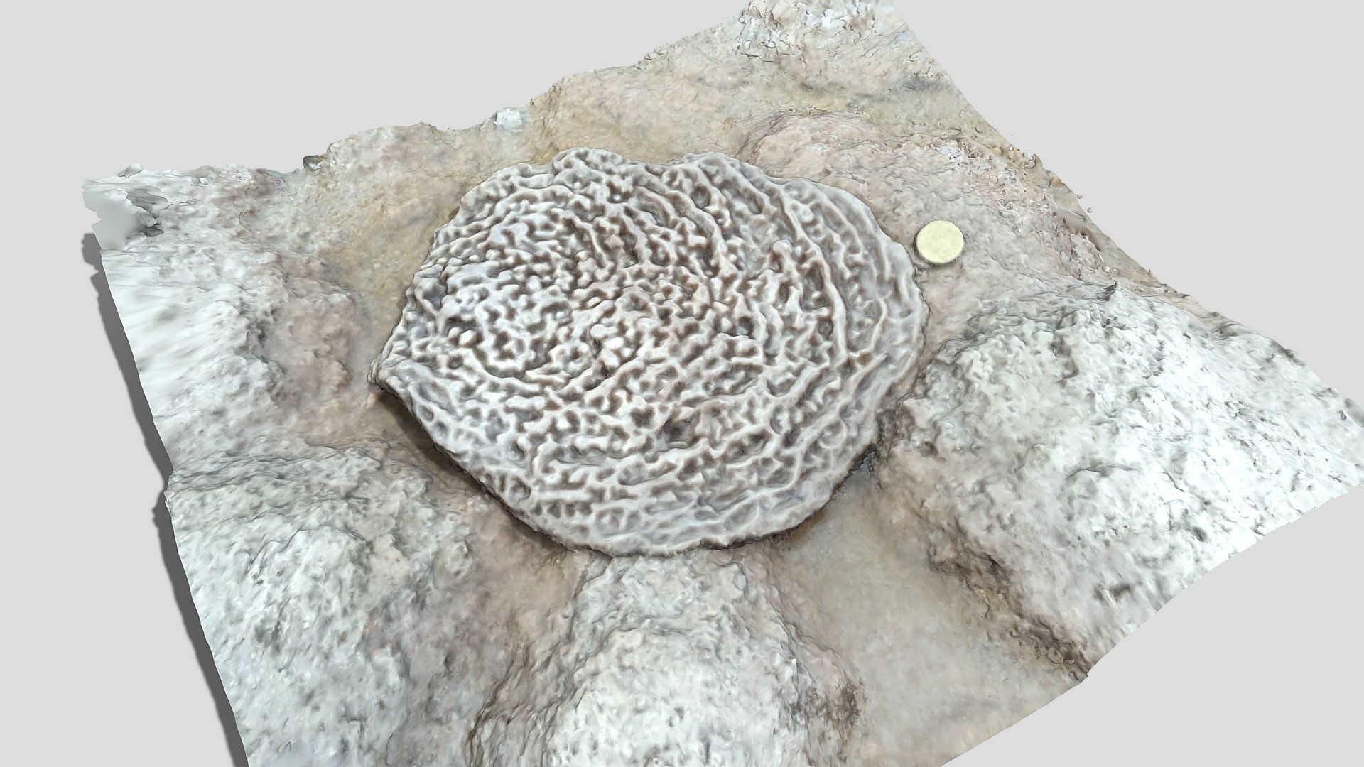 Lake Innes microbialite - 3D model by UQ School of Earth and ...