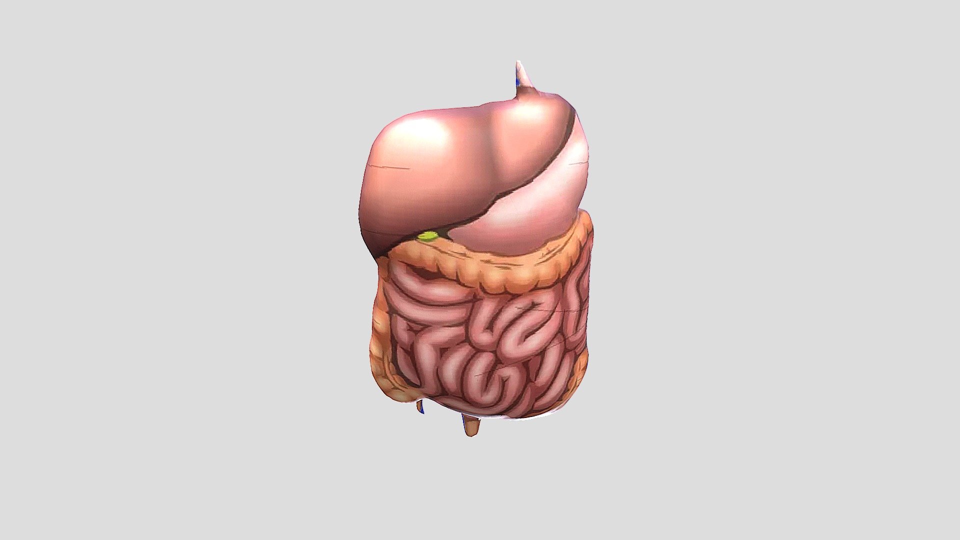 organs - 3D model by AdrialG [0baa0ac] - Sketchfab