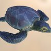 Sea Turtle Scan - 3D model by arie71s [0bbc9a6] - Sketchfab