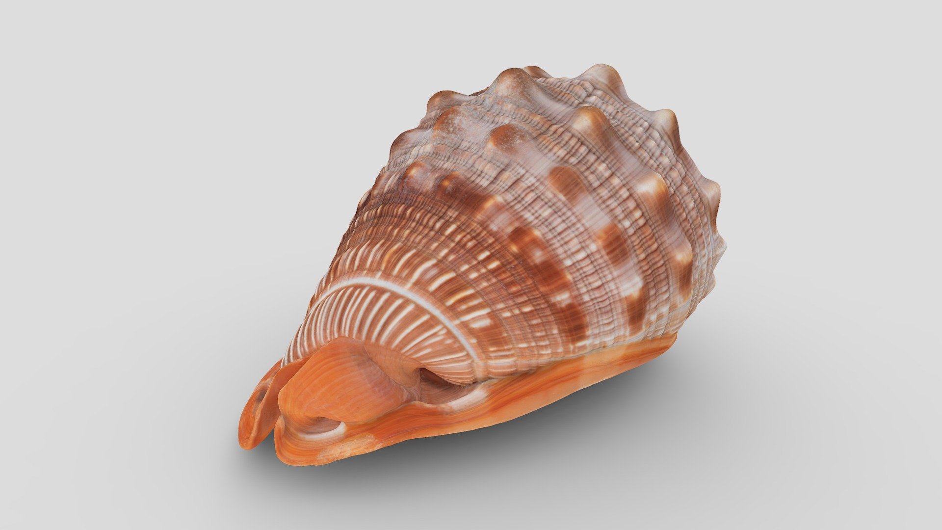 Seashell_01_FBX - 3D model by ajcreek [0bbd07d] - Sketchfab