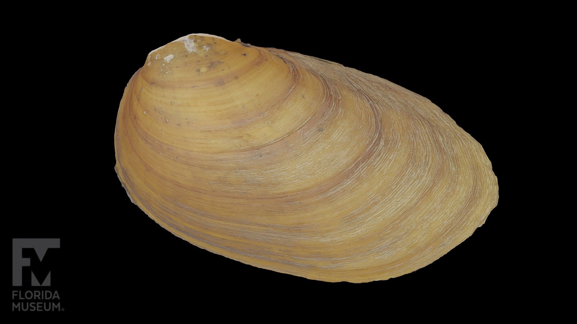 Southern clubshell - Freshwater Mussel - 3D model by FloridaMuseum ...