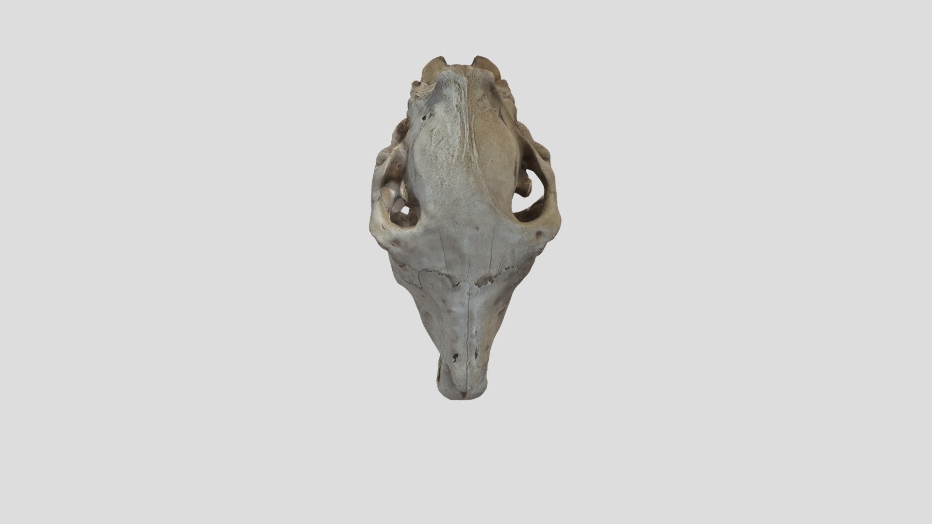 Calavera - Download Free 3D model by Marquis107 [0bc5482] - Sketchfab