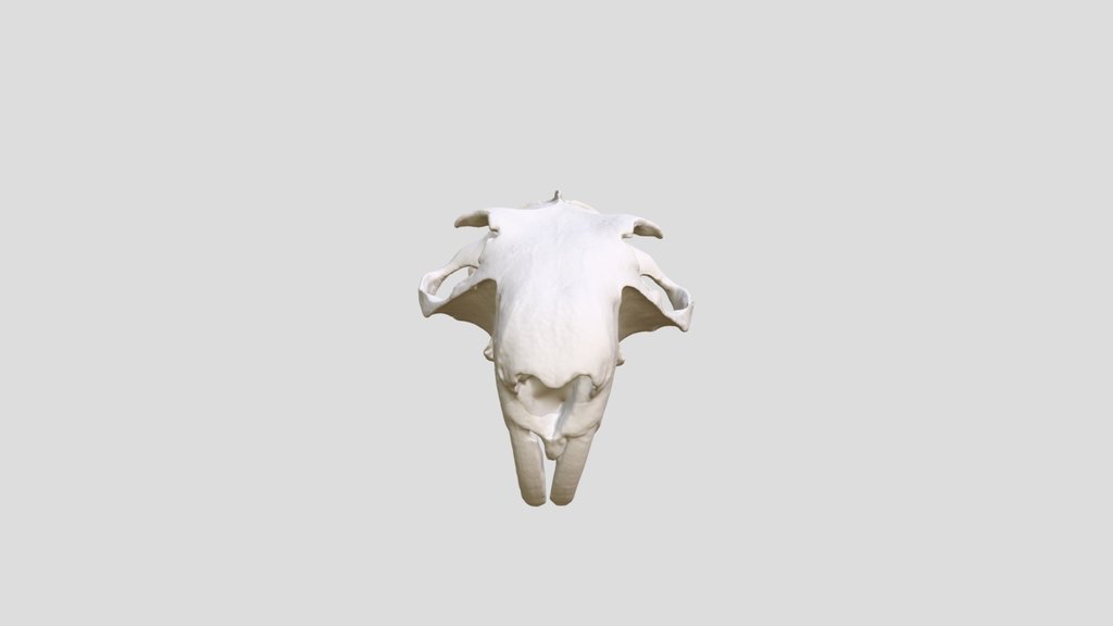 References - Skulls - A 3D model collection by osteoarchaeology - Sketchfab