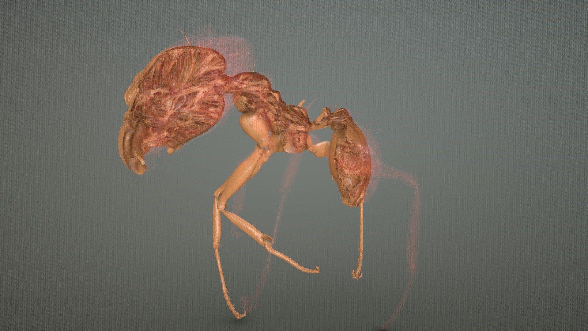 Pheidole klaman sp. N - 3D model by Pixelbeaker [0bc5be0] - Sketchfab