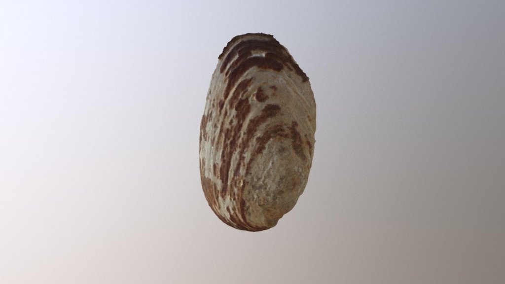 Mussel Shell (VCU_3D_2767) - Download Free 3D model by Virtual Curation ...