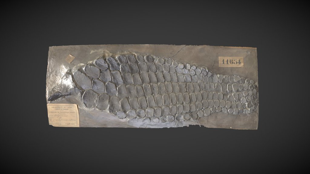 Marine reptiles - A 3D model collection by EDDyLab @ULiege (@eddylab ...