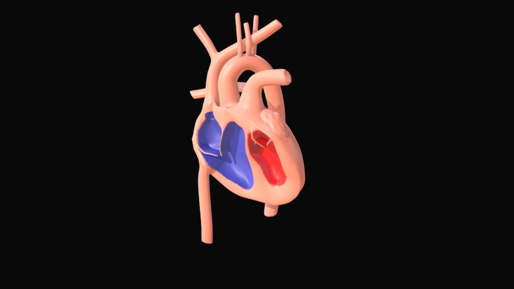 Heart Inner V2 - 3D model by Brian Buckles (@subd3) [0bcaa3c] - Sketchfab