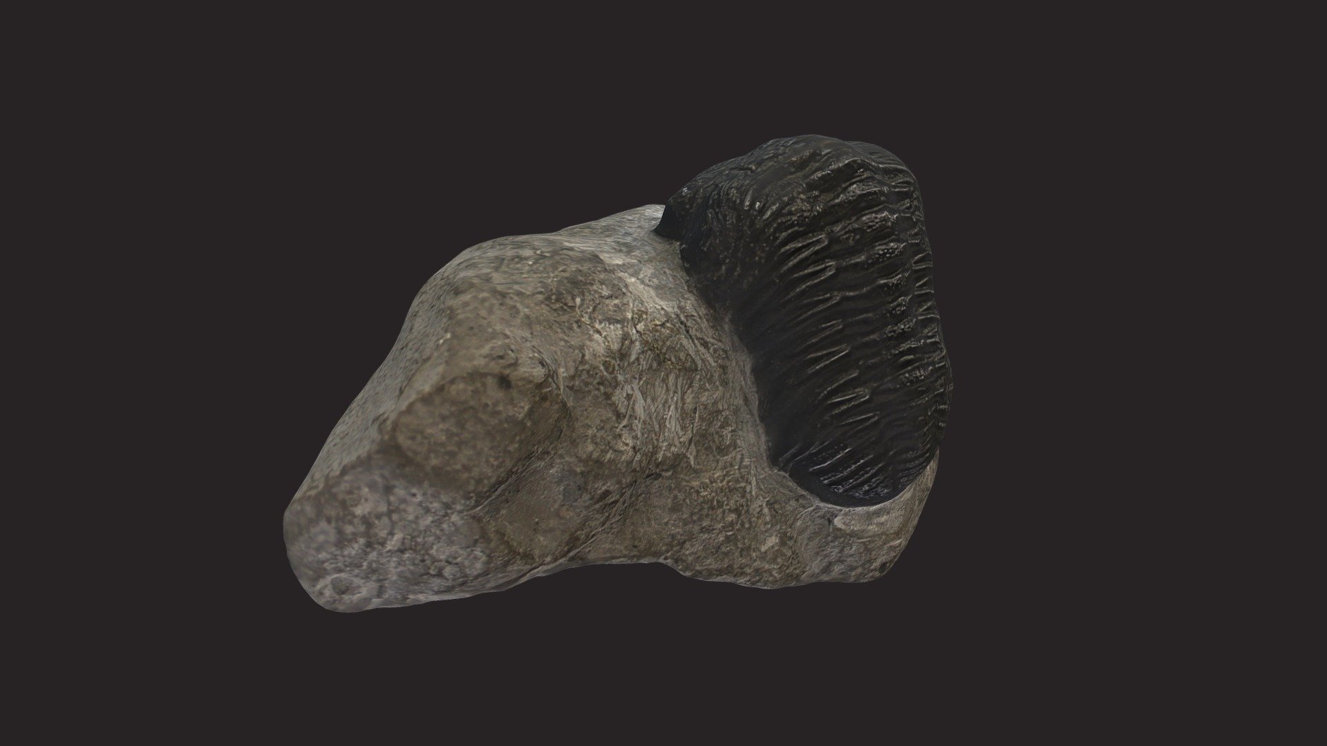 Phacops rana crassituberculata Stumm, 1953 - 3D model by Cleveland ...
