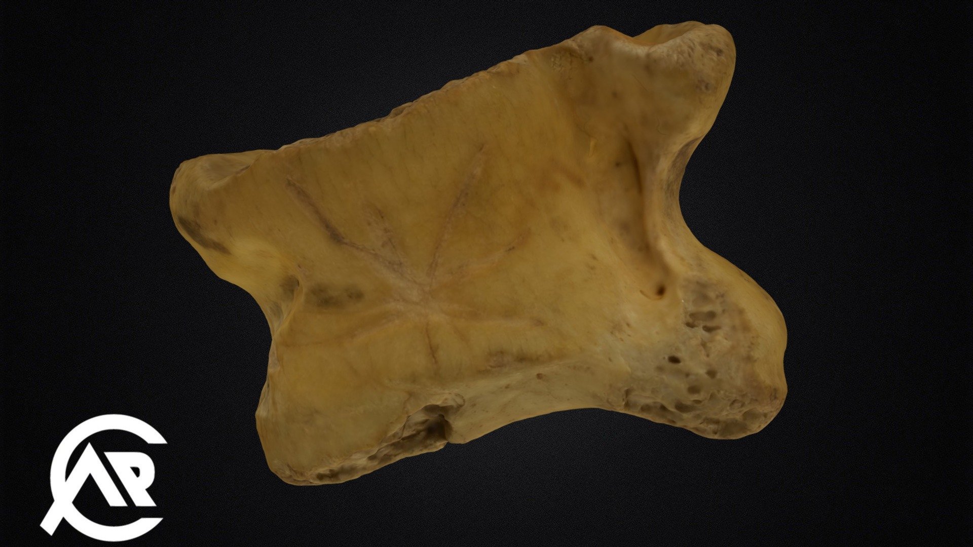 Bone astragal of the 11th-13th centuries - 3D model by Archaїc (@lab ...