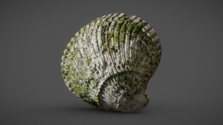 Shell 3D models - Sketchfab