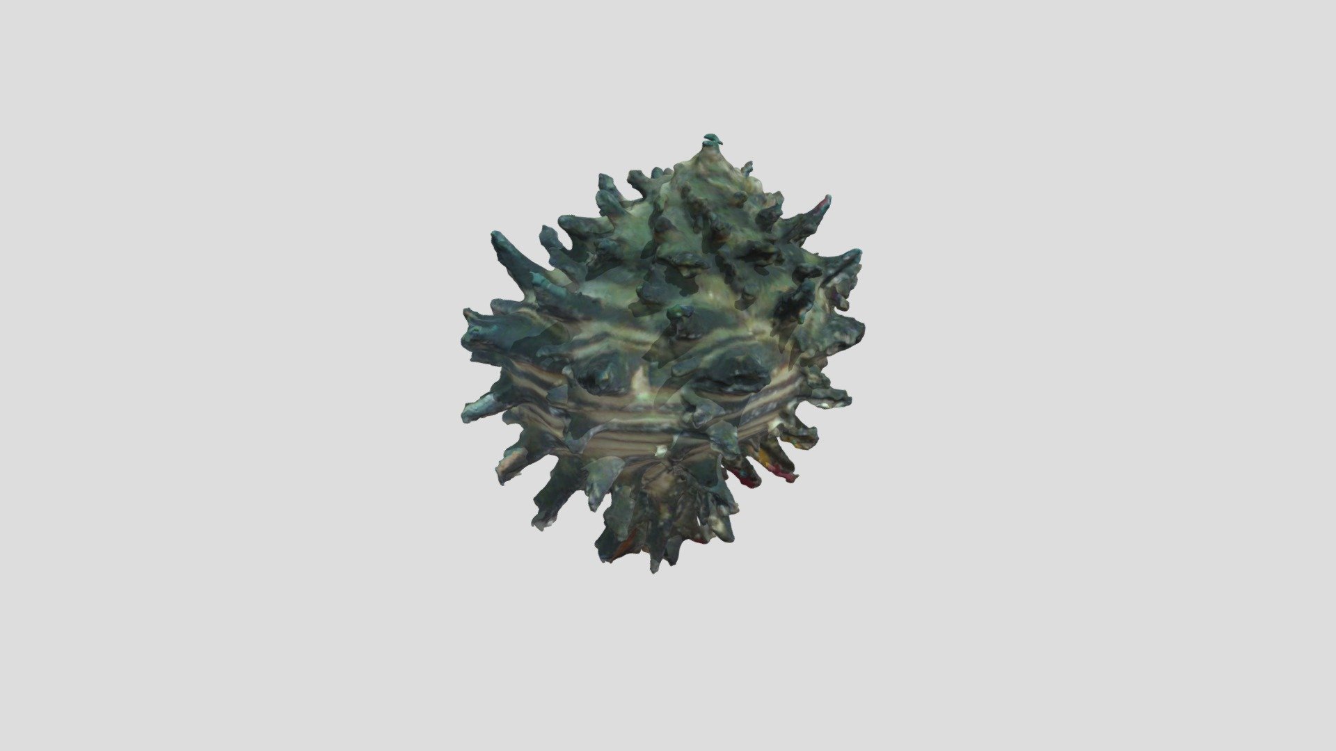 Hexaplex sp. - Download Free 3D model by coleccionesbiol.3d.sig ...