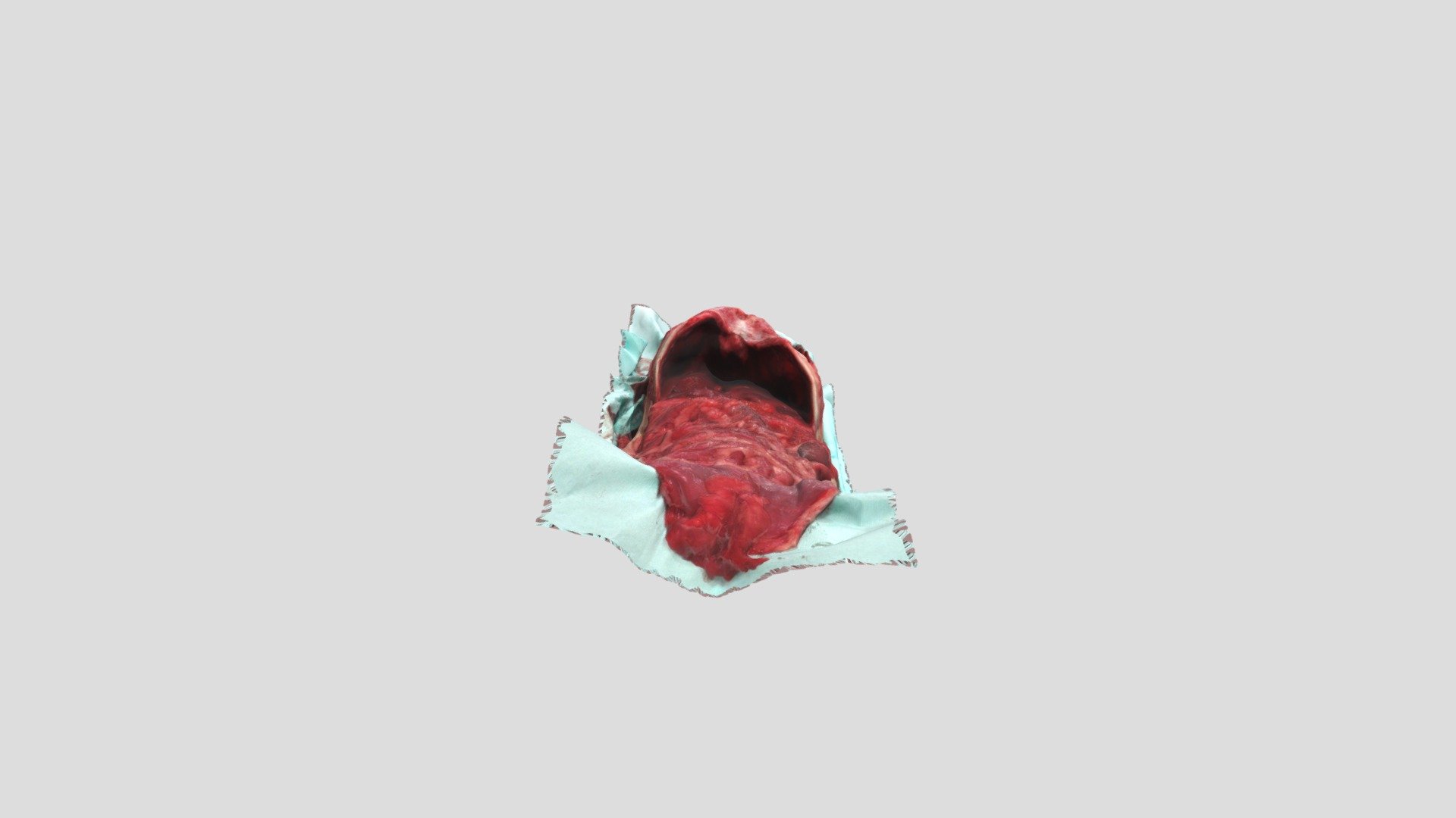 Thoracic And Abdominal Cavities In Situ_dog - 3D model by atlomy ...