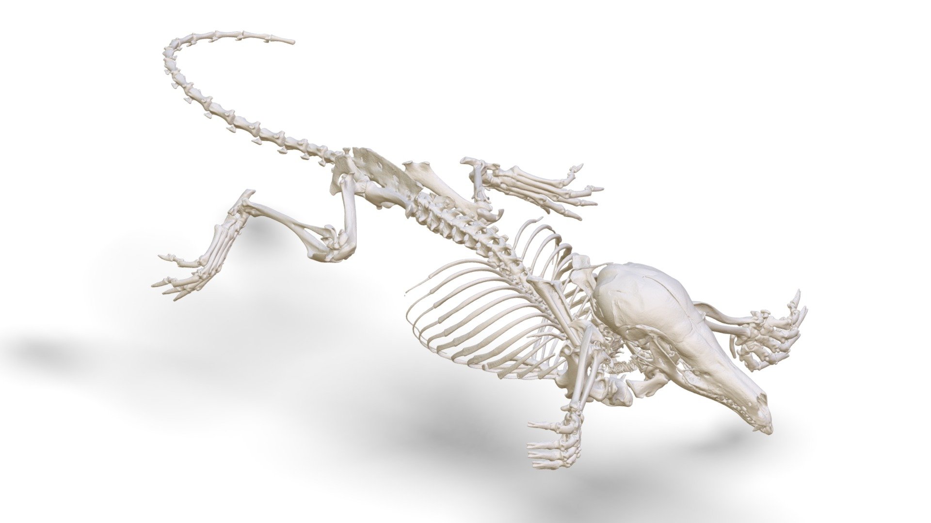 Condylura cristata (MSB:Mamm:56672) - 3D model by Biodiversity [0bdf7ea ...