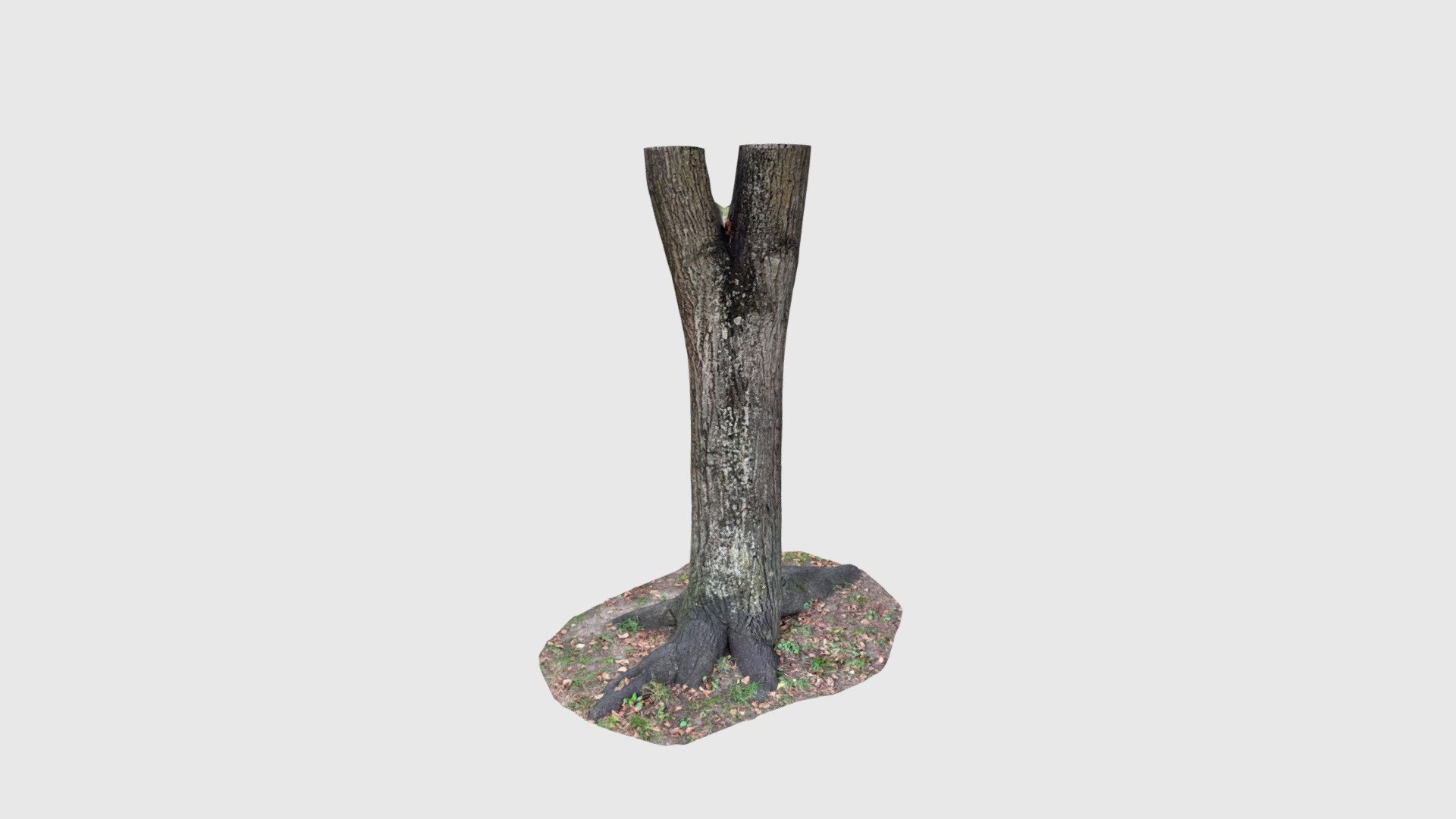 3D Tree scan - Download Free 3D model by Paul-Cristian Muresan (Ninja ...