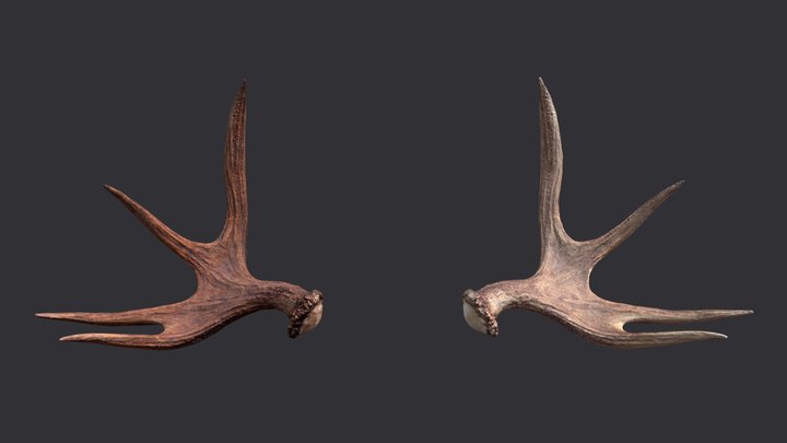 Antlers 3D models - Sketchfab