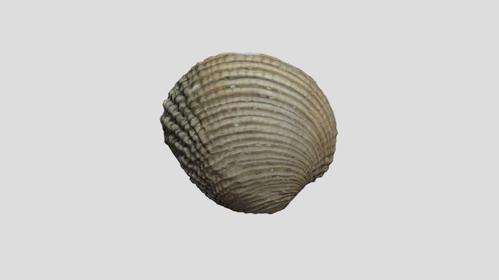 Seashell 3D models - Sketchfab