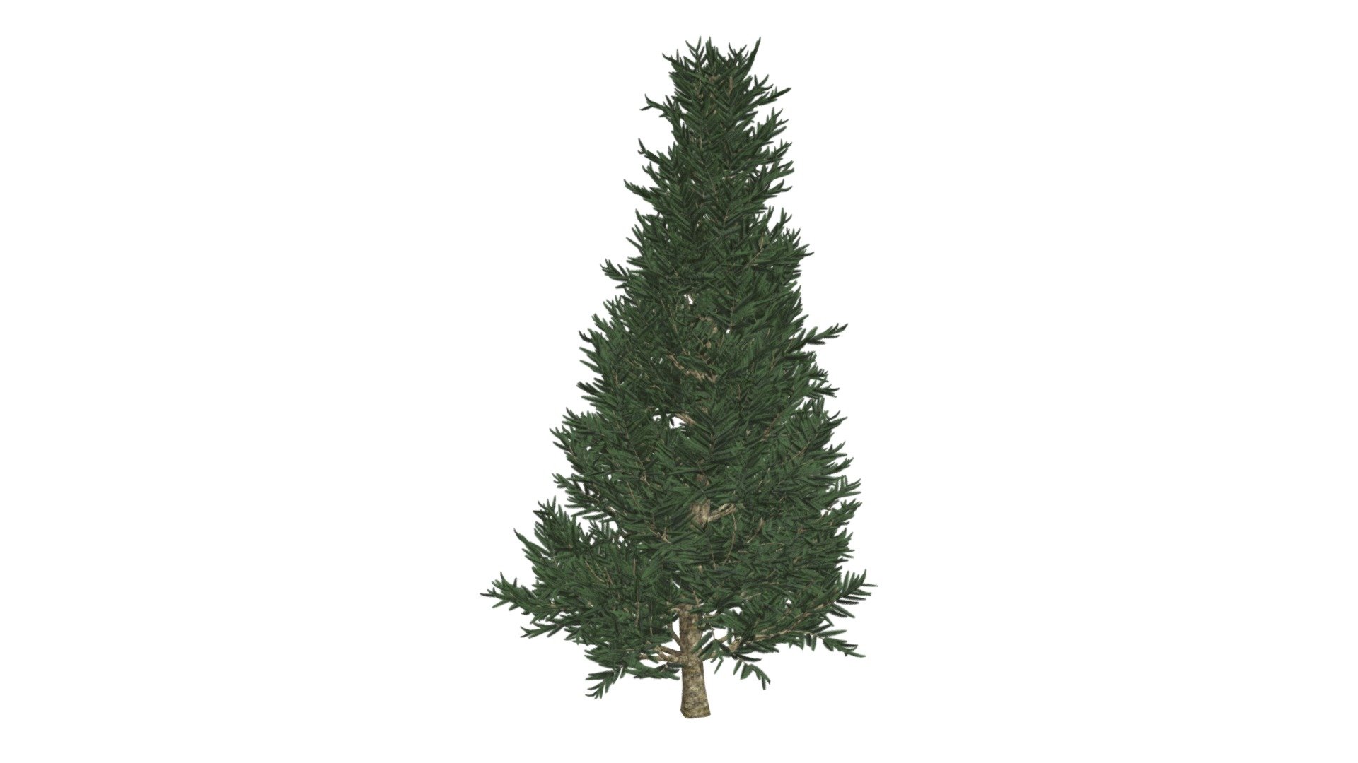 Fraser Fir Tree #10 - Buy Royalty Free 3D model by meshshape [0bf102c ...