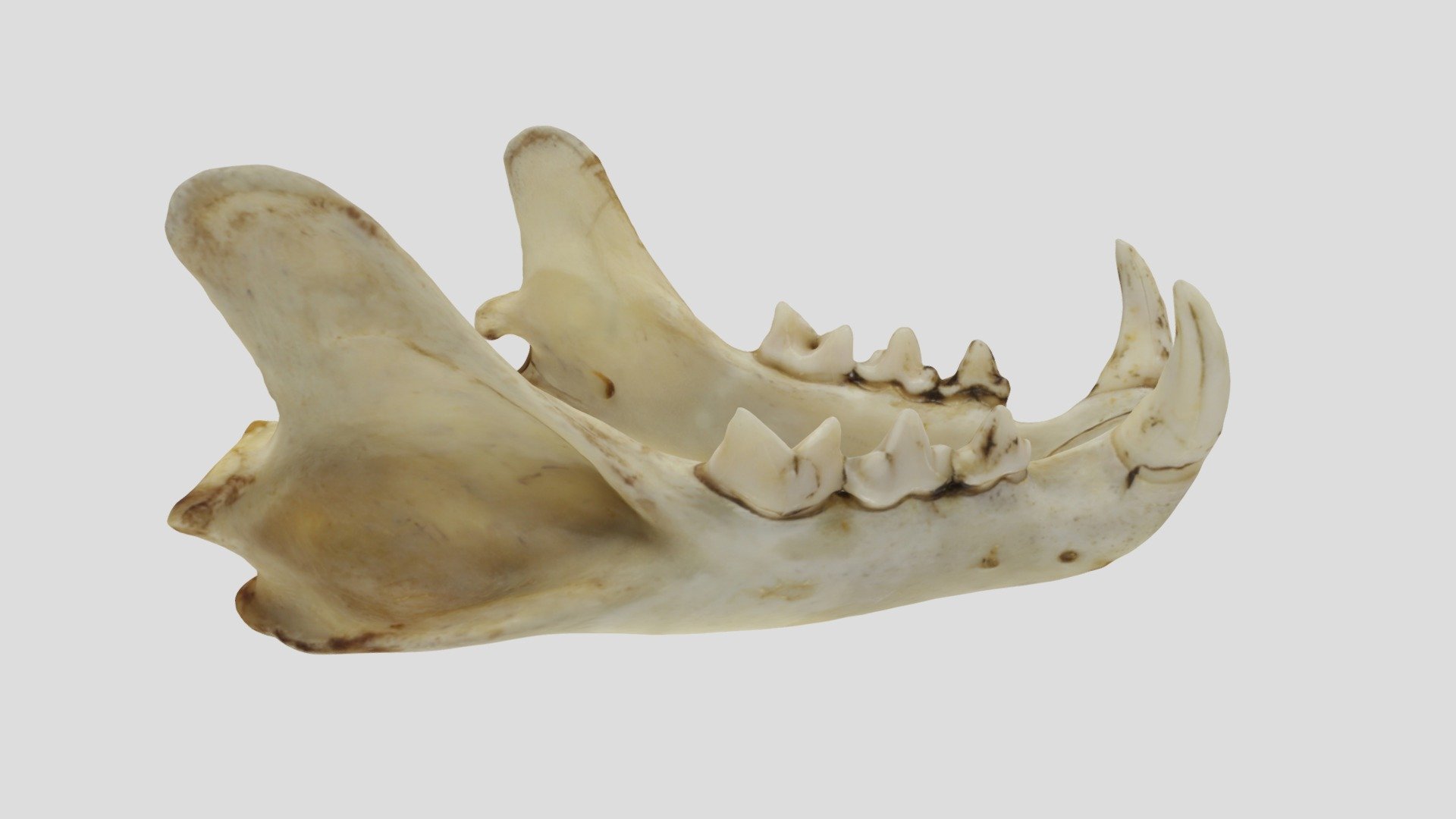 UWYMV:Mamm:1464, Lynx rufus, Mandible - Download Free 3D model by ...