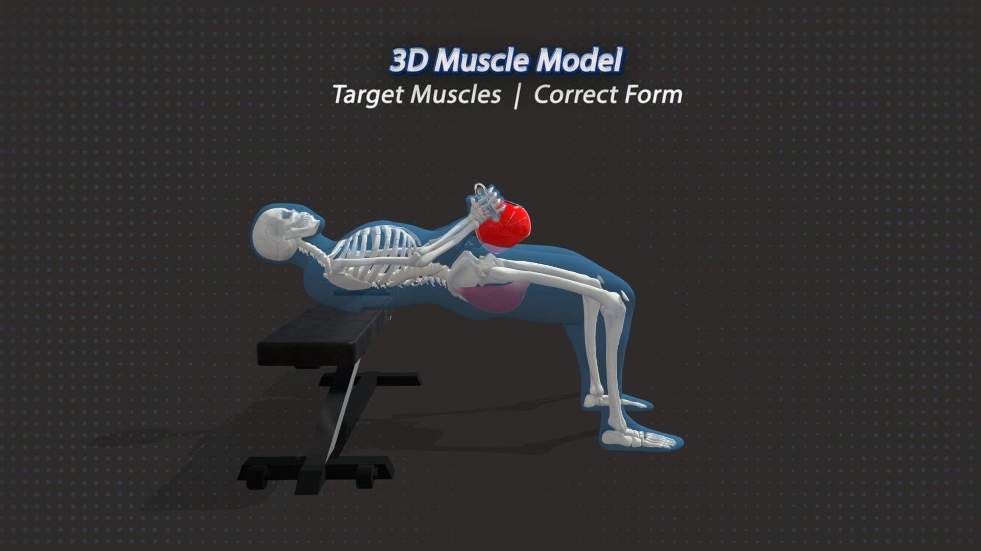51. Kettlebell Hip Thrust - 3D model by Mike - 3D Muscle Model ...