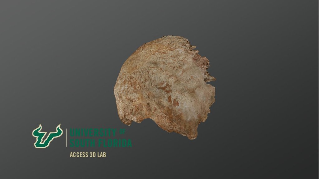 Osteology Lab - A 3D model collection by ECU Bioarchaeology Laboratory ...