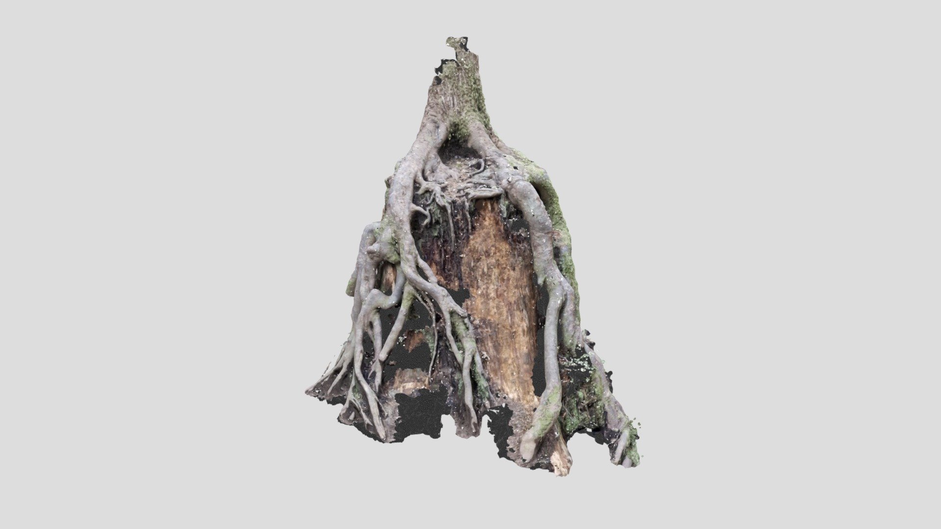 Gnarled tree stump in a Pacific Northwest forest - Download Free 3D ...