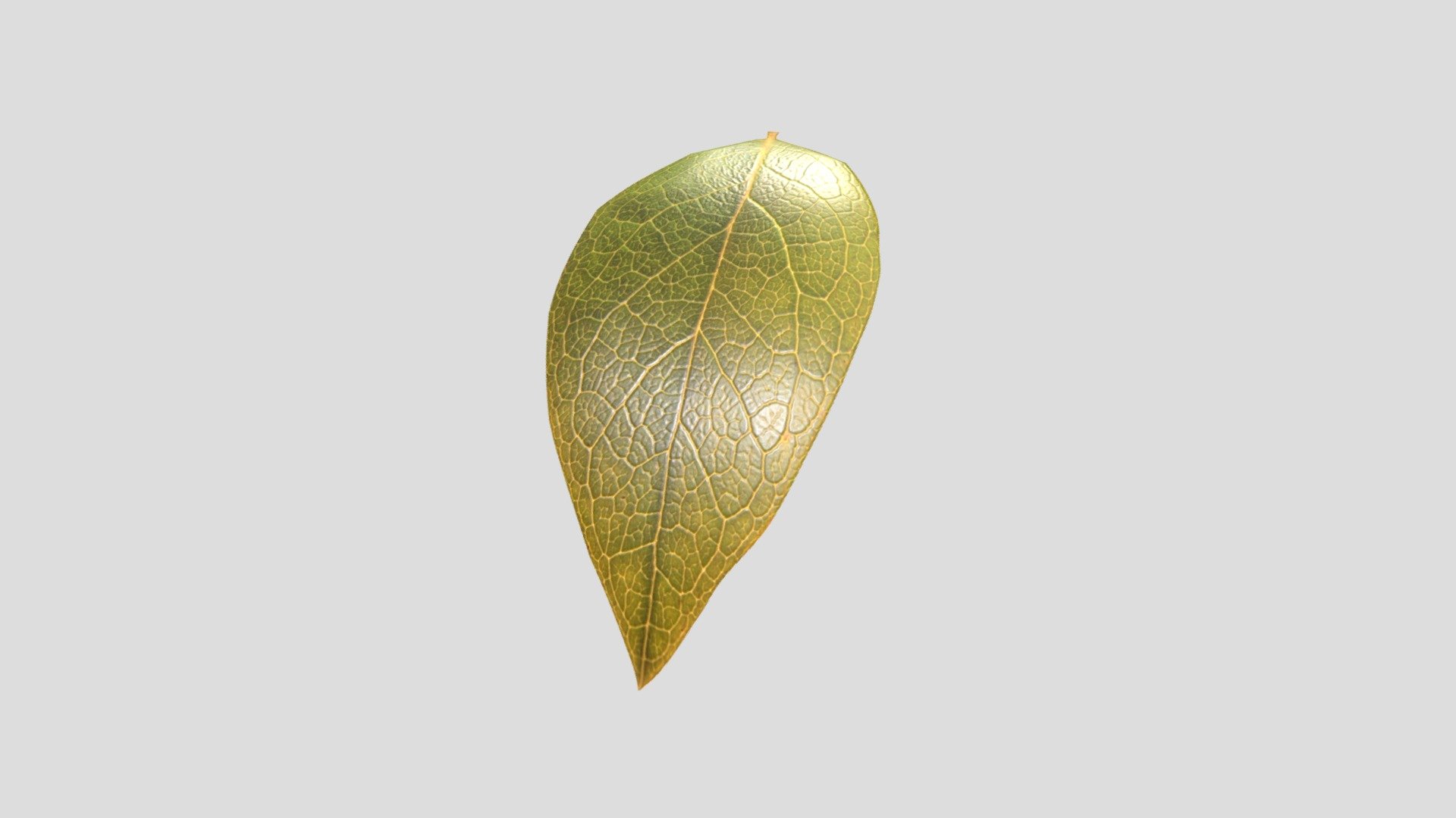Leaf_ex - 3D model by 3DTrip [0c05b60] - Sketchfab
