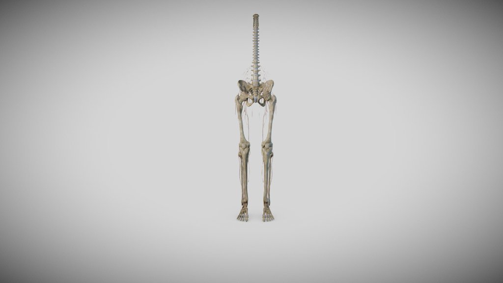 skeletal anatomy - A 3D model collection by theunbornchicken - Sketchfab