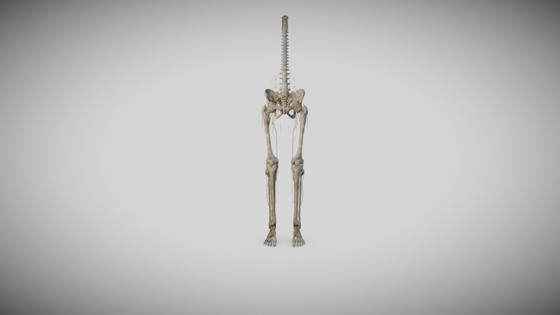 Lower limb skeleton and nerves - Buy Royalty Free 3D model by Ebers ...