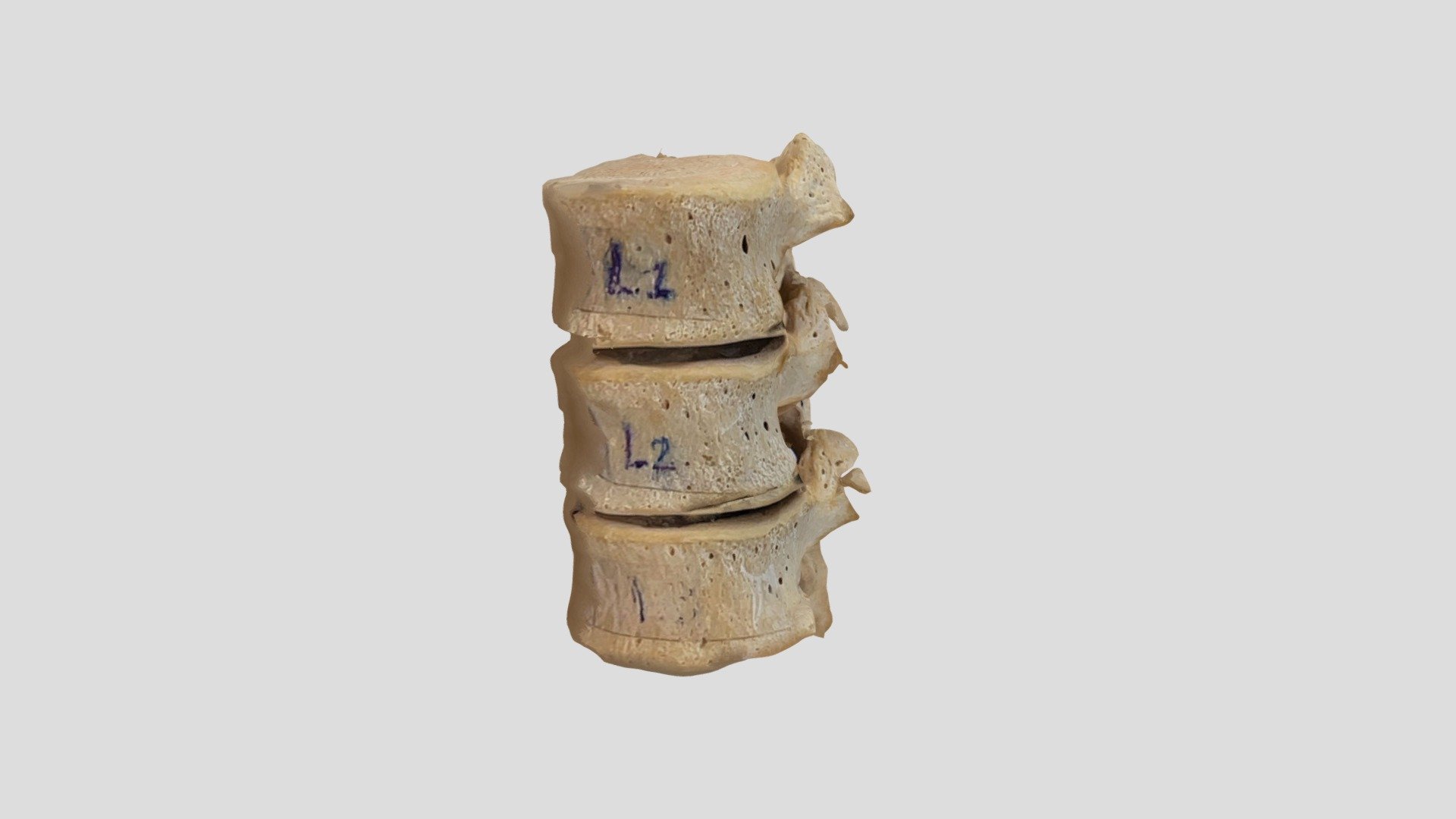 L1,L2 and L3 - 3D model by prajjawalit [0c0e9d4] - Sketchfab