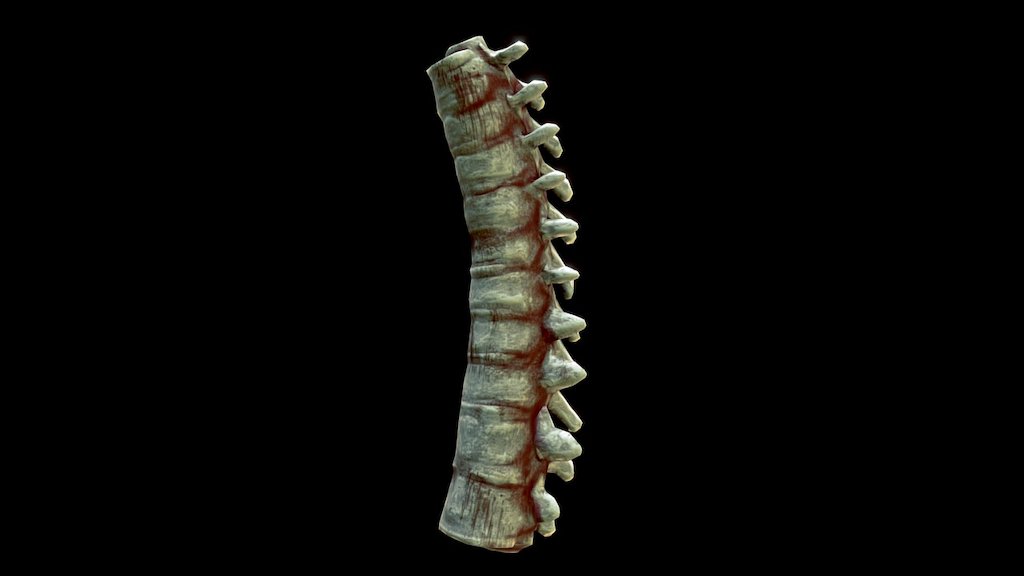 Spine - 3D model by Victor Mellini (@victormellini) [0c0eb45] - Sketchfab