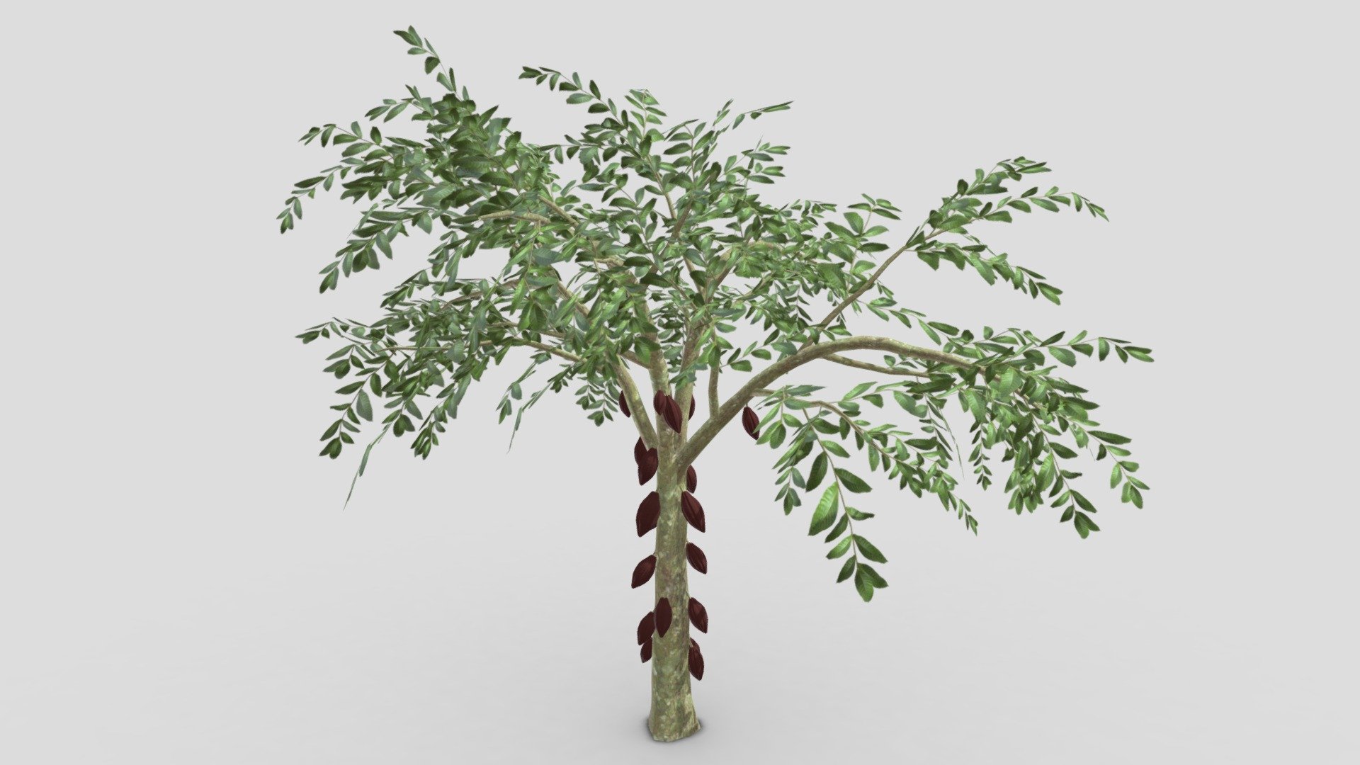 Cacao Tree( Brown Fruit)- 06 - Buy Royalty Free 3D model by ASMA3D ...