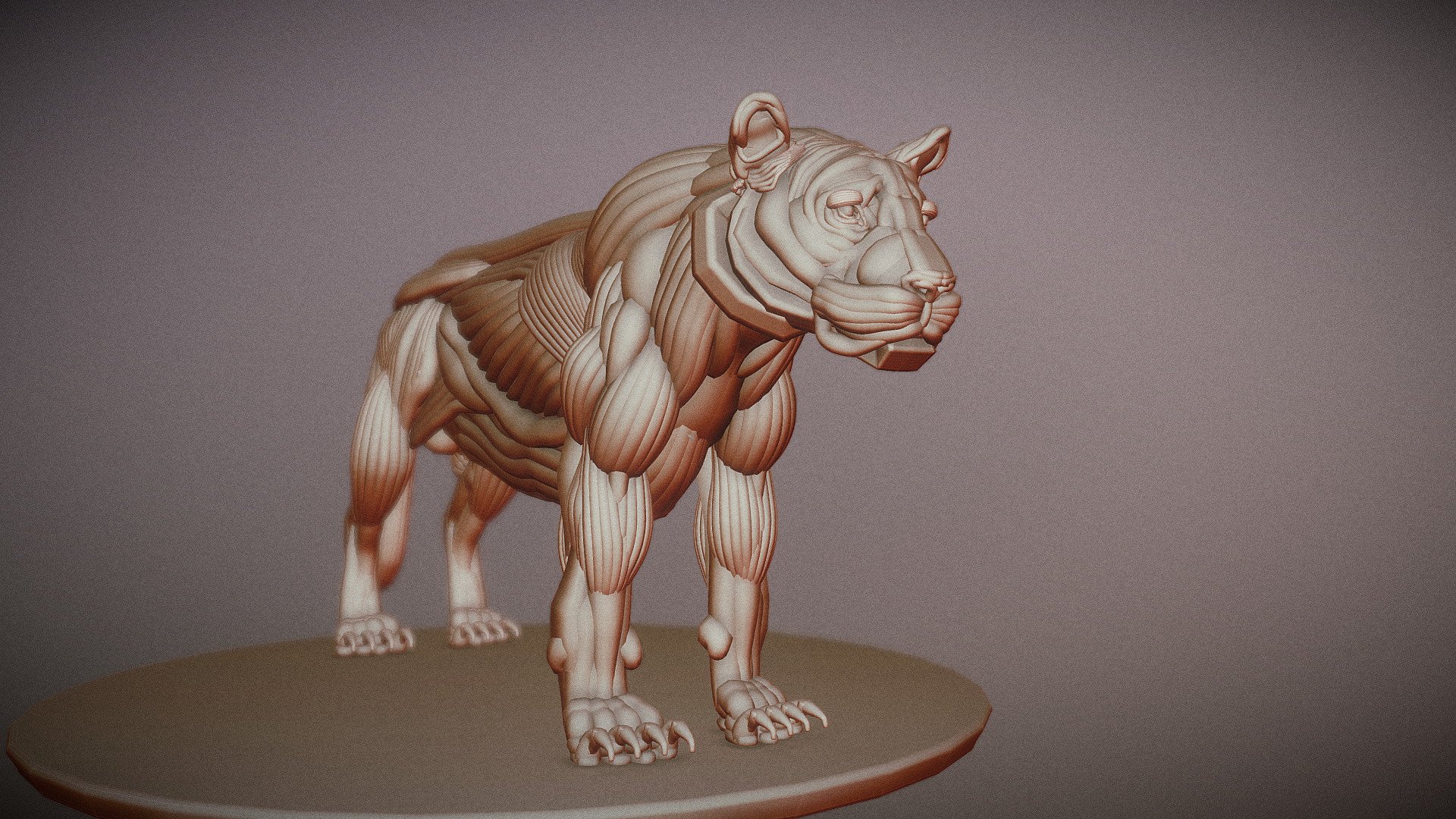 Tiger ecorche - 3D model by Christophe GUIVANT (@christophe.guivant ...