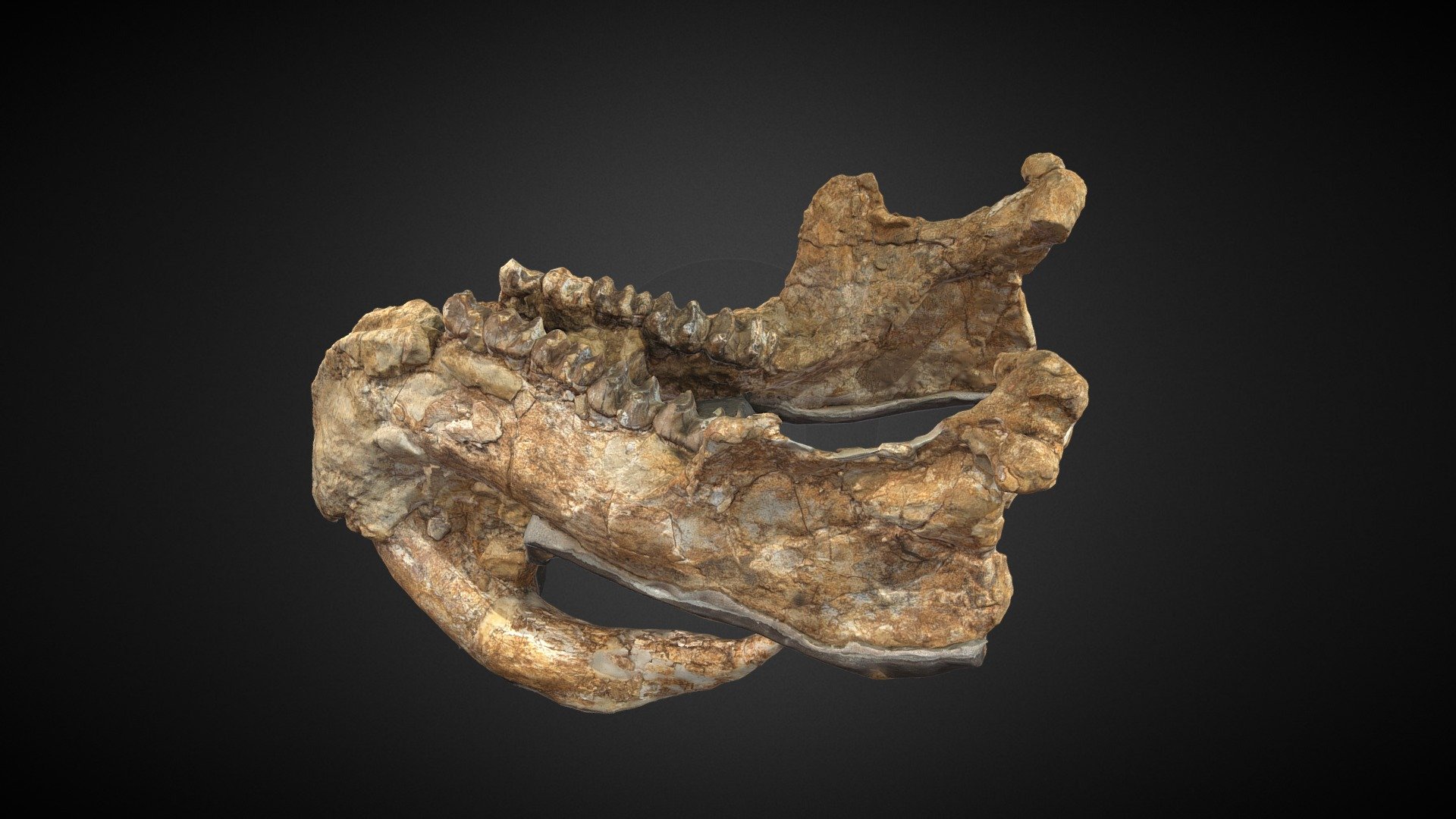 Prodeinotherium KJ 150 - 3D model by Moshe Caine (@moshecaine) [0c1c041 ...